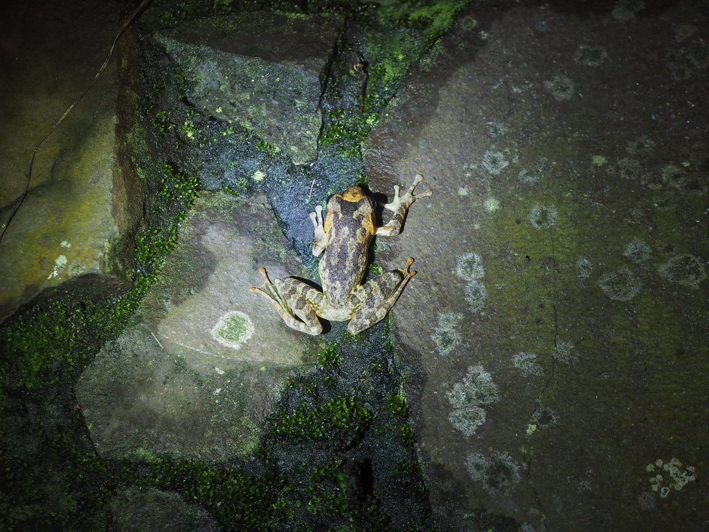 Robust Kajika Frog from Yulin, Taiwan, Taiwan on June 07, 2022 at 08:30 ...