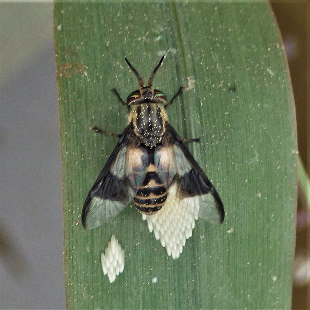 Sacken's Deer Fly from Fitzgerald Rd, Burdett, NY 14818, USA on June 6 ...