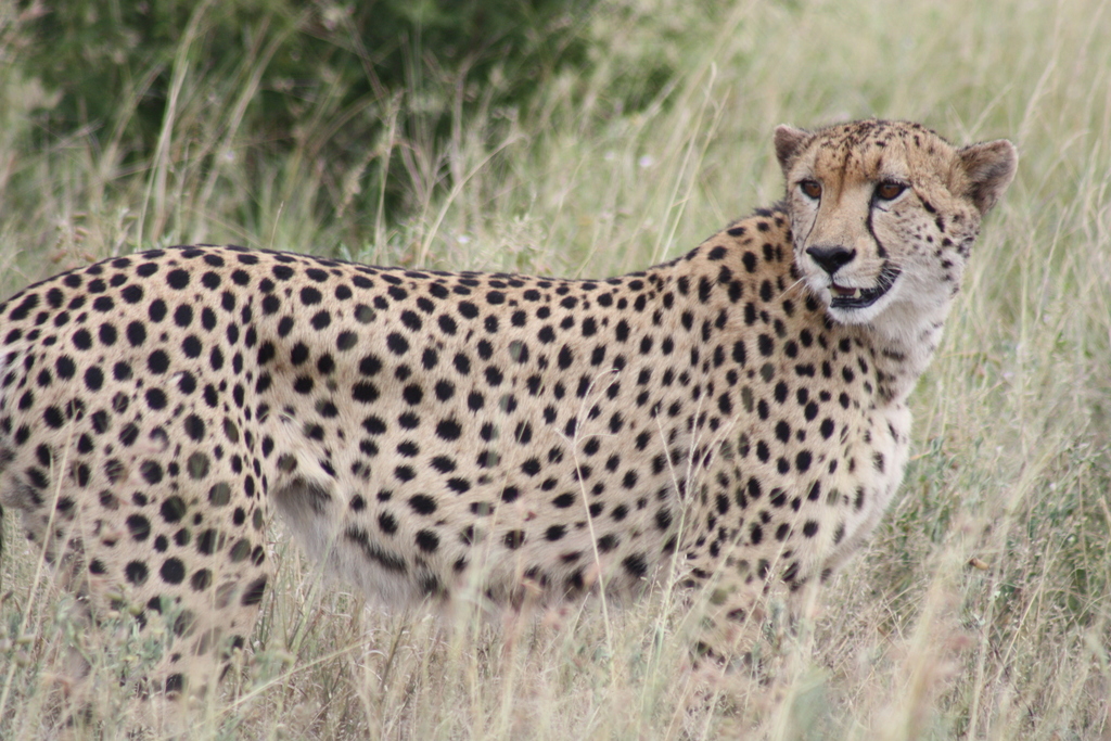 Southern and Eastern African Cheetah in March 2010 by Scott Loarie ...