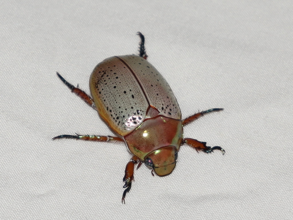 Christmas Beetles from Witta QLD 4552, Australia on January 15, 2021 at ...