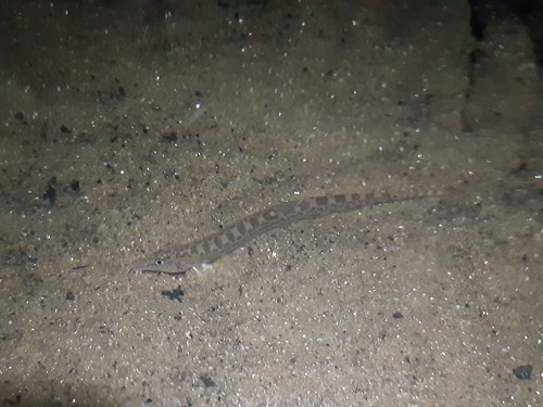 Cobitis laoensis · iNaturalist
