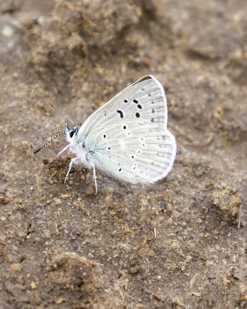 Boisduval's Blue from Moffat County, CO, USA on June 04, 2022 at 03:56 ...