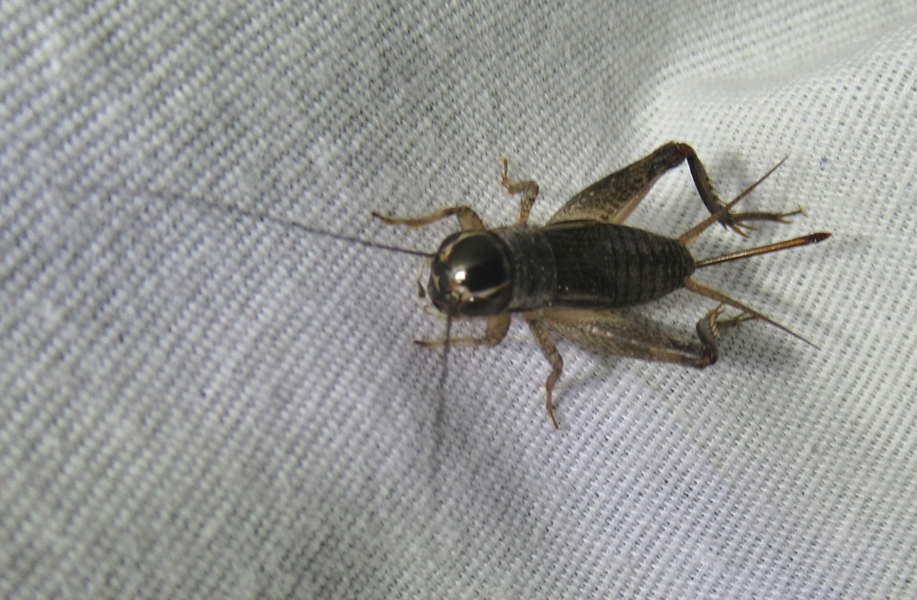 Eastern Striped Cricket from CR 4777, Tyler County, TX, USA on June 3 ...