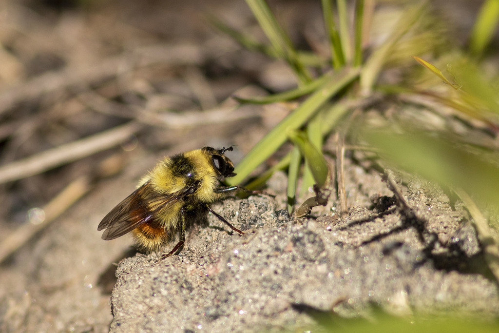 Bare-cheeked Bumble Fly from Happy Valley-Goose Bay, NL, Canada on June ...