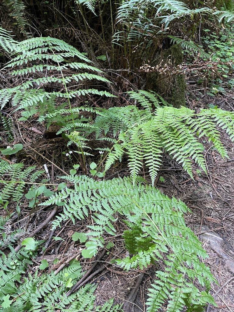 lady fern from Humboldt Redwoods State Park, Redcrest, CA, US on June 7 ...