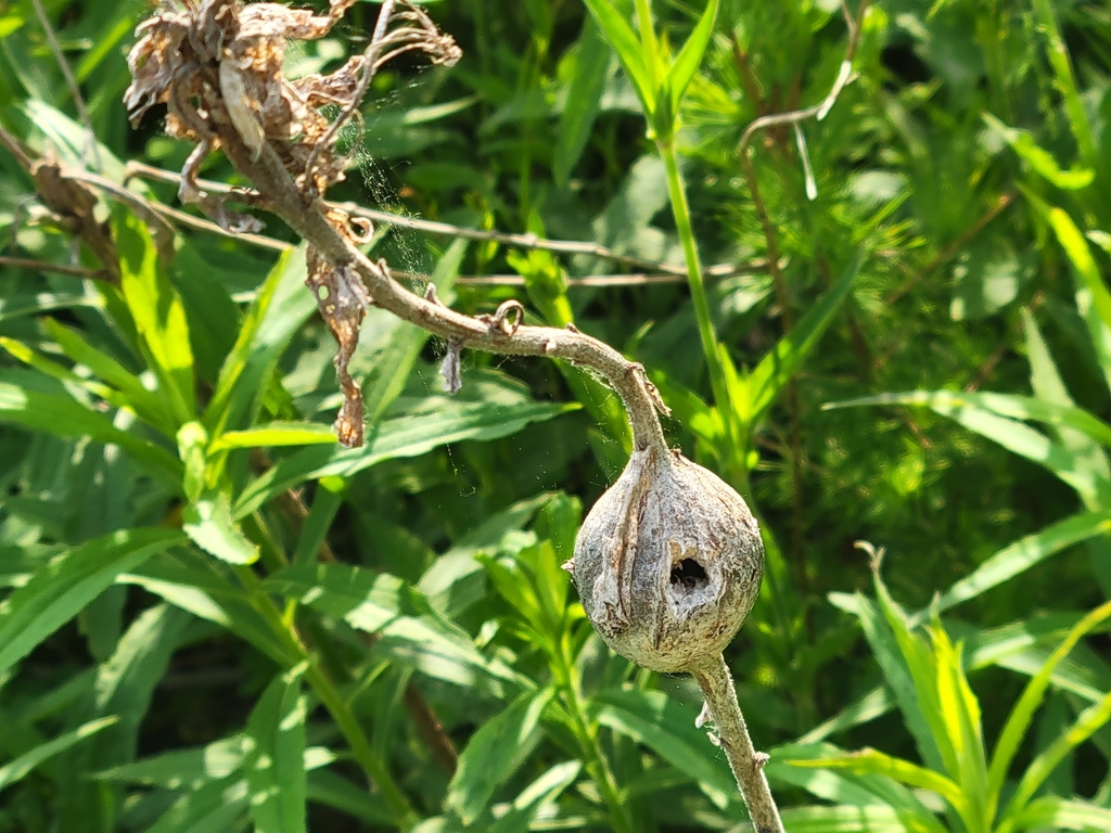 Goldenrod Gall Fly from Ottawa, ON K4C 1G7, Canada on June 06, 2022 at ...