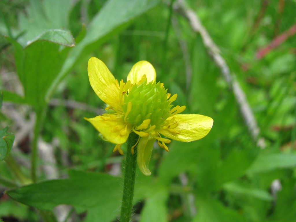 macoun's buttercup (Ranunculus macounii) - Botanical Realm