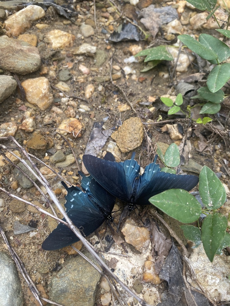 Pipevine Swallowtail in June 2022 by Grover J. Brown · iNaturalist