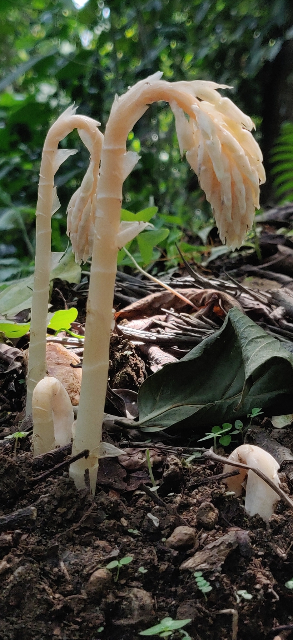 Epipogium roseum (D.Don) Lindl.