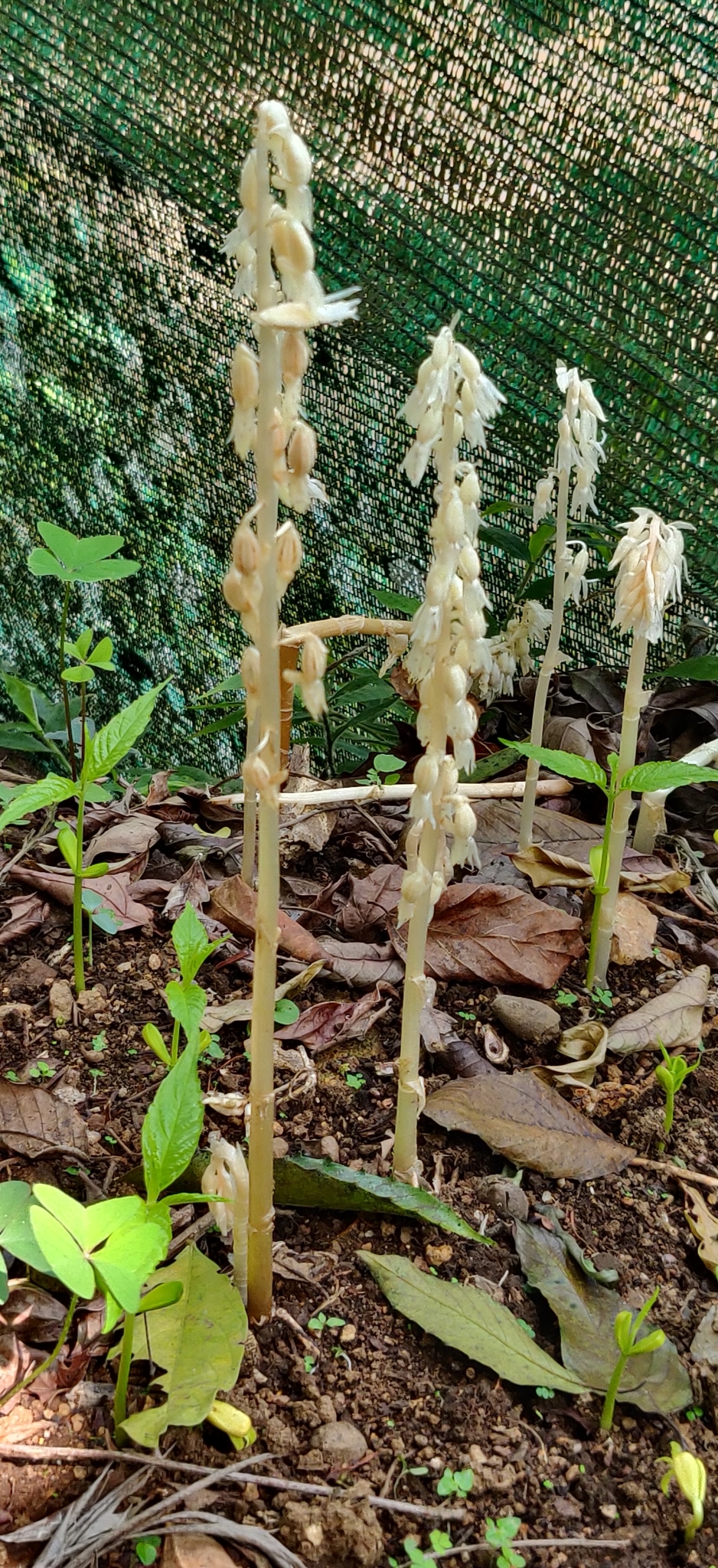 Epipogium roseum (D.Don) Lindl.