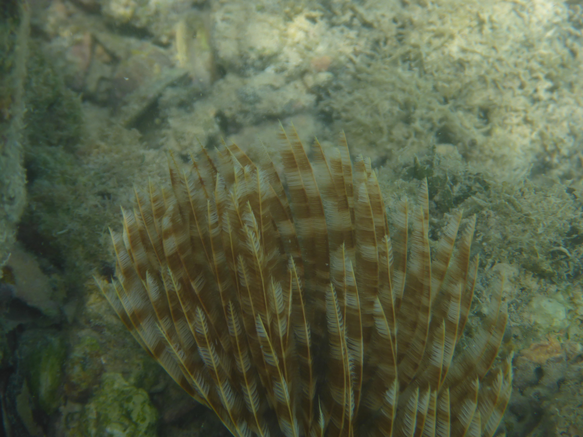 Sabellastarte spectabilis (Grube, 1878)