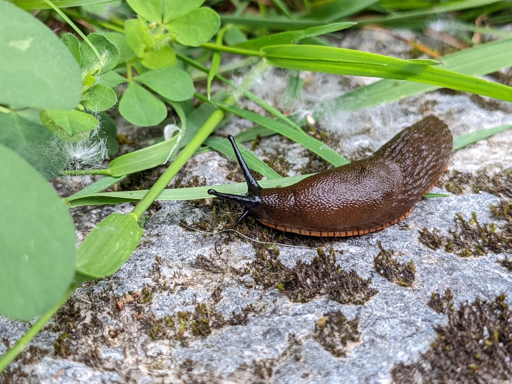 Black Slug from Surrey, BC V3V 7Z2, Canada on June 7, 2022 at 06:45 PM ...