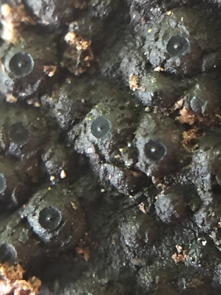 Annulohypoxylon bovei from Auckland, New Zealand on June 08, 2022 at 11 ...