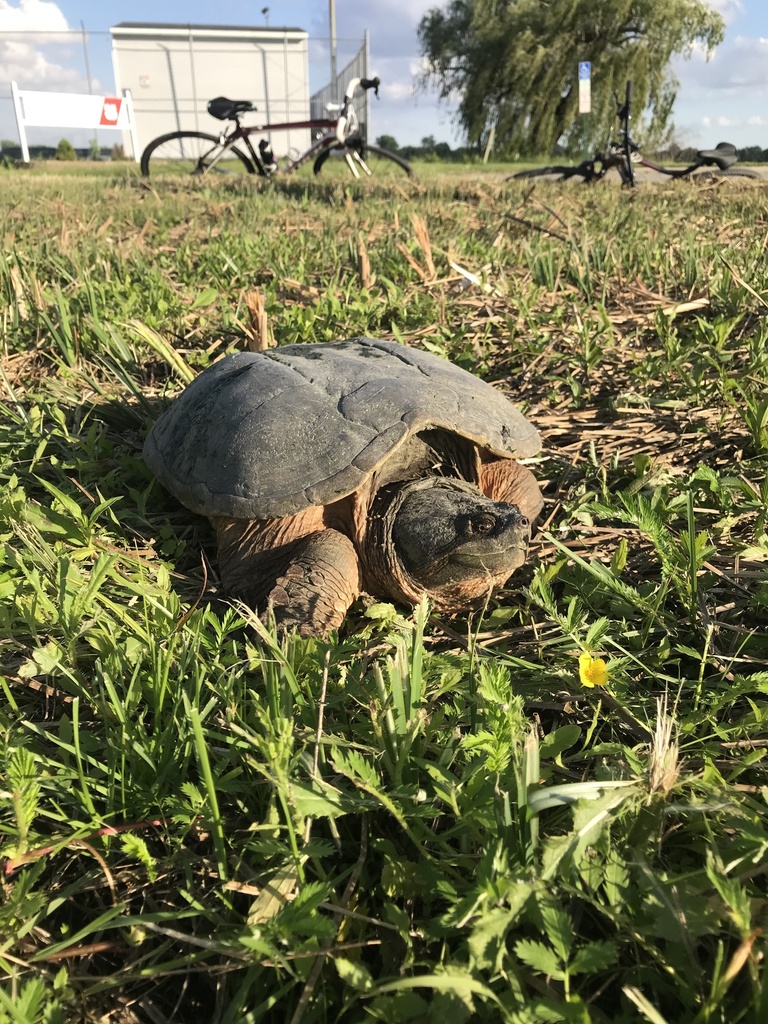 Common Snapping Turtle from Belle Isle Park, Detroit, MI, US on June 7 ...