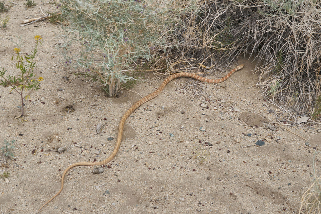 Red Coachwhip from Inyo County, CA, USA on June 04, 2022 at 02:36 PM by ...
