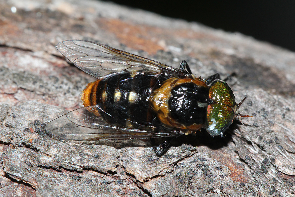 Bush Flies from Moorooka, Brisbane QLD, Australia on April 4, 2016 at ...