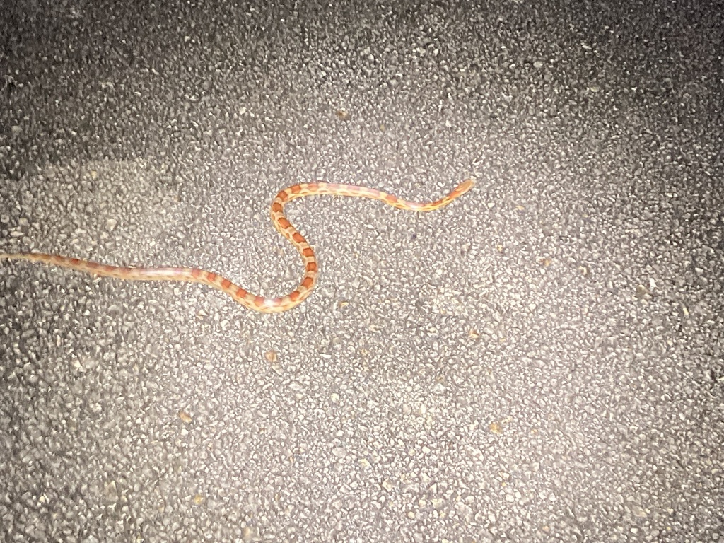 Corn Snake from Everglades National Park, Homestead, FL, US on June 07 ...