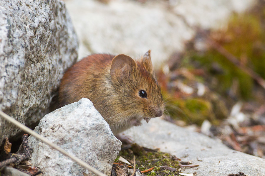 Northern Red-backed Vole (Clethrionomys rutilus) - Know Your Mammals