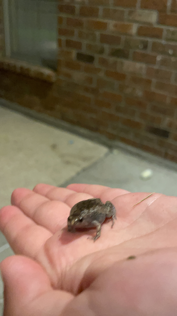 Eastern Narrow-mouthed Toad from Saint Gabriel on June 7, 2022 at 09:42 ...