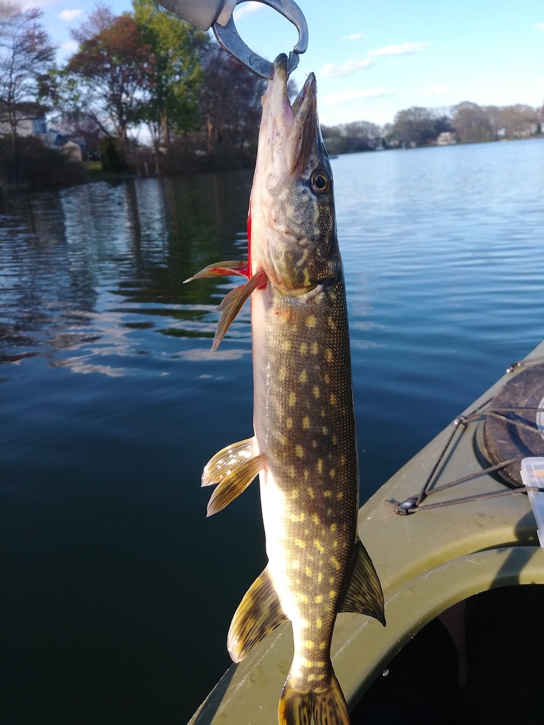 Northern Pike from Warwick, RI, USA on May 7, 2020 at 06:07 PM by Gage ...