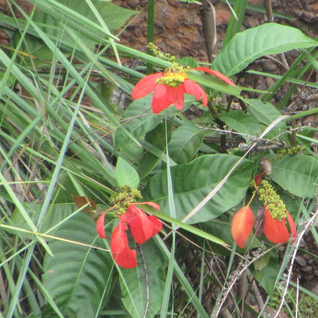 Pride of Trinidad from Aipe, Huila, Colombia on February 7, 2022 at 09: ...