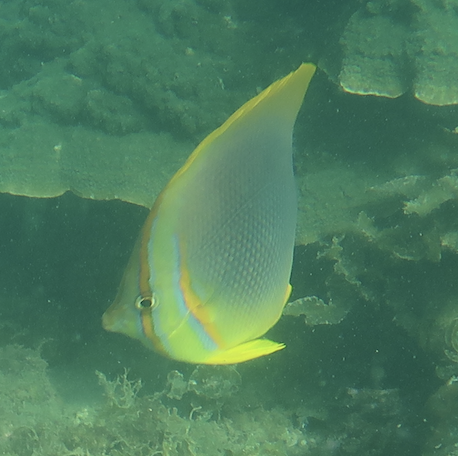 Goldstripe Butterflyfish from Middle Reef Townsville, QLD, Australia on ...