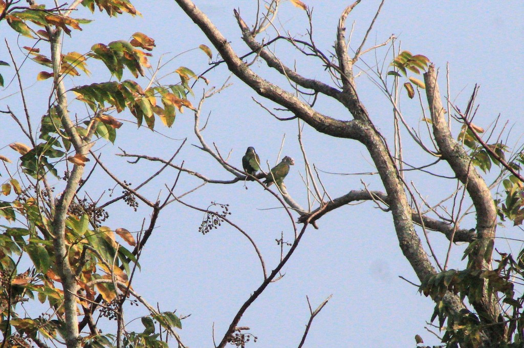 White-crowned Parrot in April 2022 by Aragón Jhonatan y Moran Arely ...