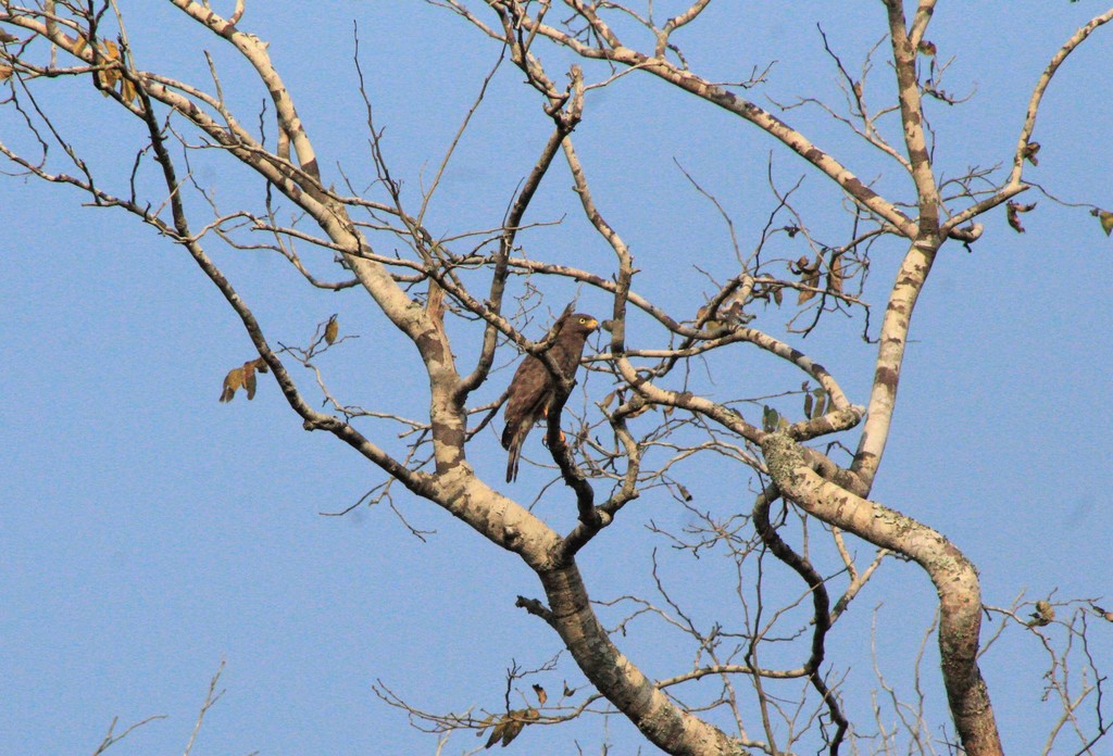 Roadside Hawk from Papantla, Ver., México on April 3, 2022 at 05:48 PM ...