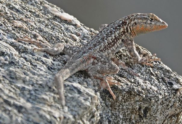 Common Side-blotched Lizard from Riverside County, CA, USA on May 20 ...