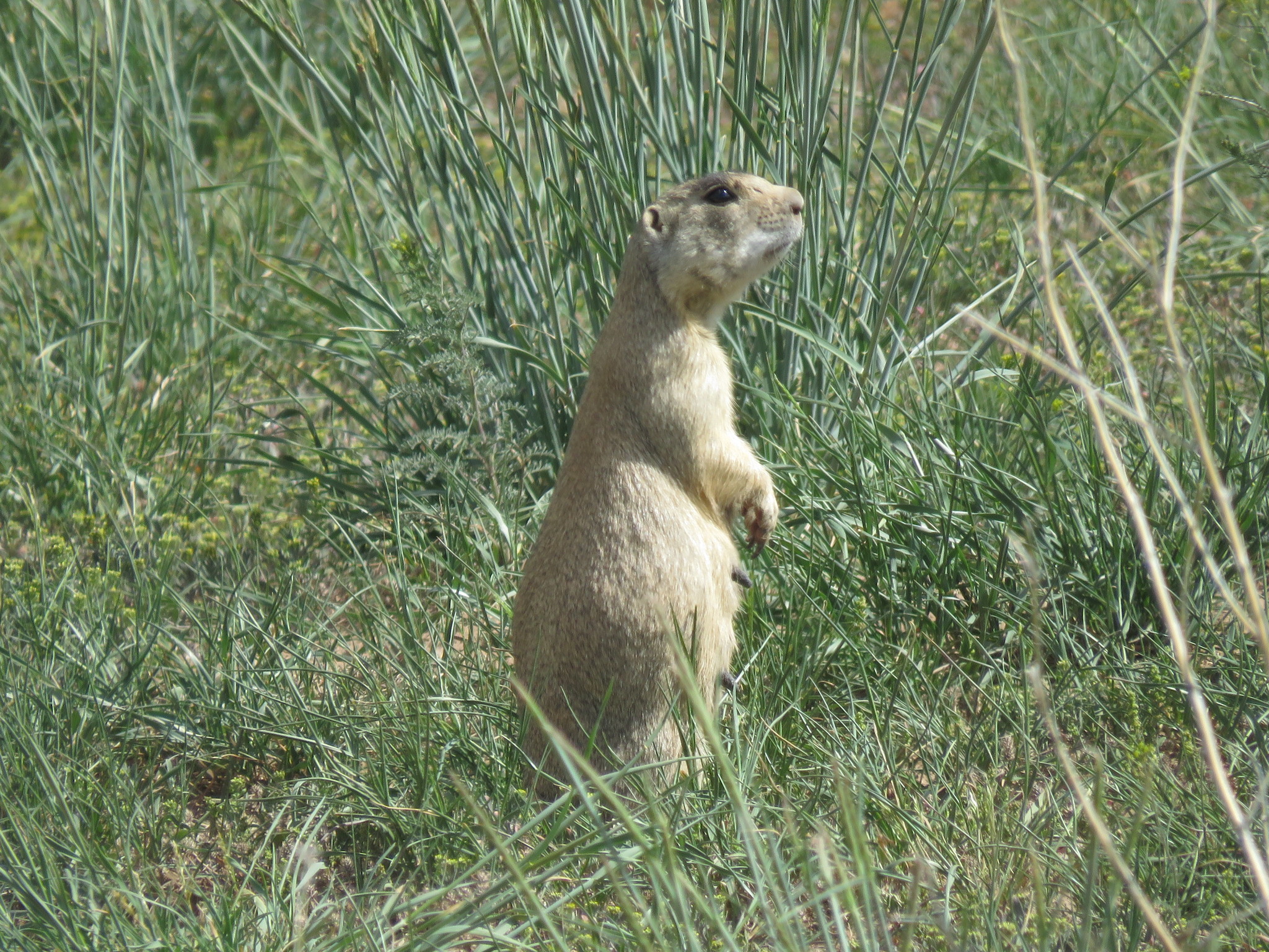 Cynomys leucurus Merriam, 1890