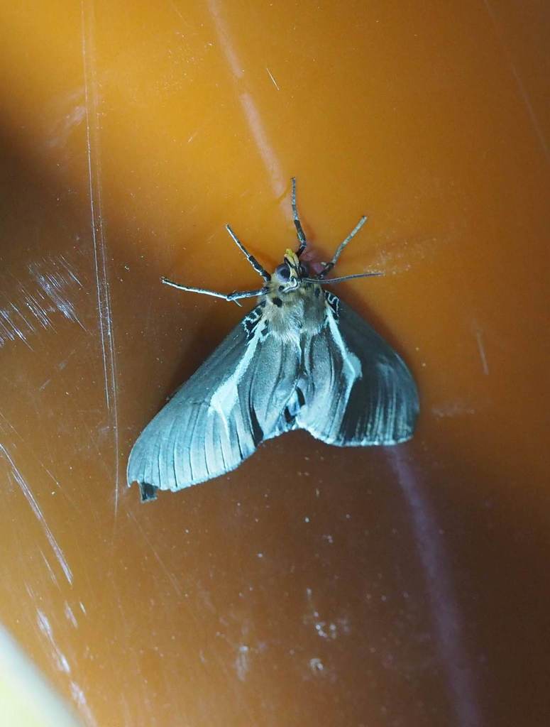 Asota heliconia from Yulin, Taiwan, Taiwan on June 7, 2022 at 08:59 PM ...