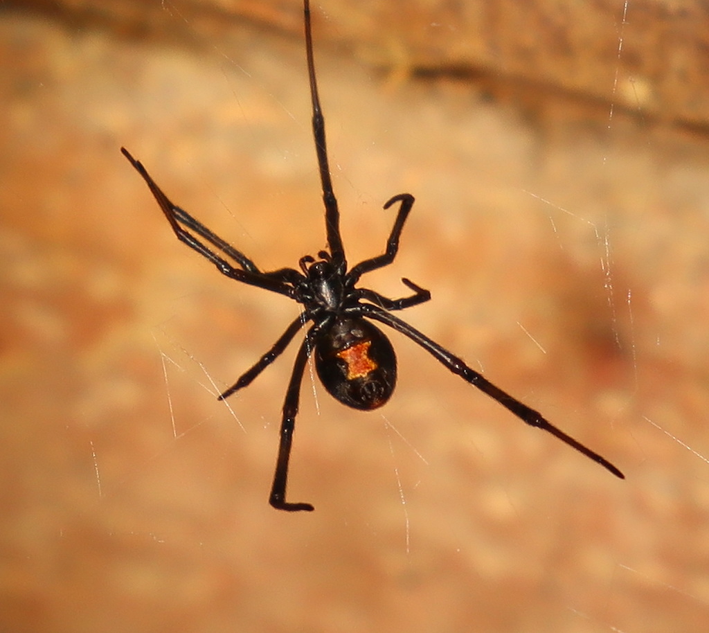 Redback Spider from Witta QLD 4552, Australia on January 15, 2021 at 08 ...