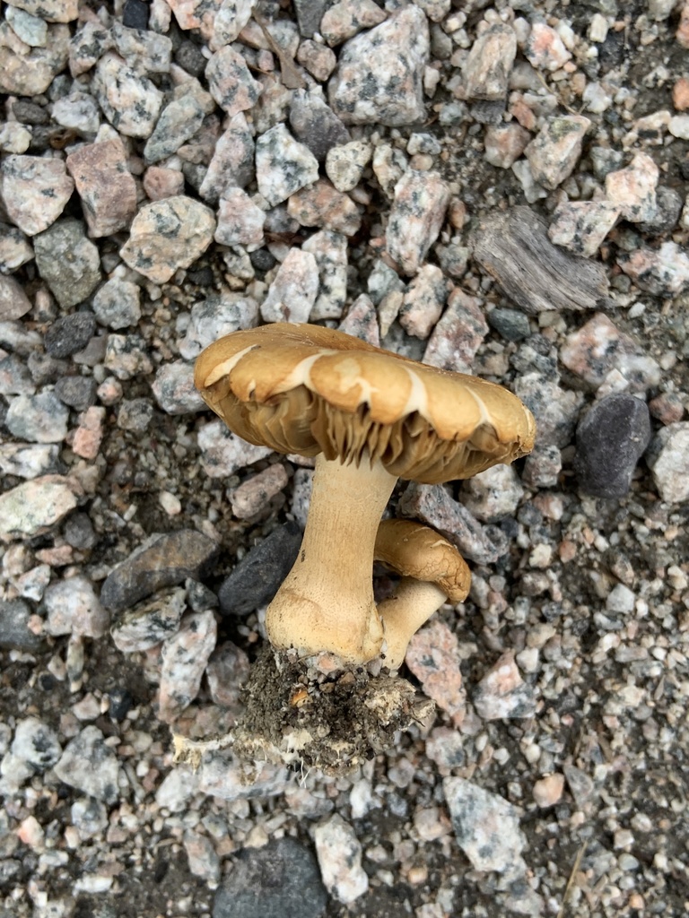 Spring Fieldcap in June 2022 by kairune. Mushrooms growing on mycelium ...
