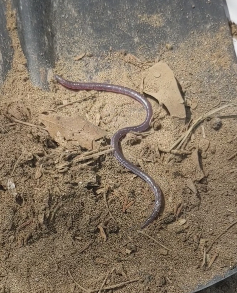 Townsend's Worm Lizard from XWVP+F5V, Colán 20710, Perú on June 7, 2022 ...