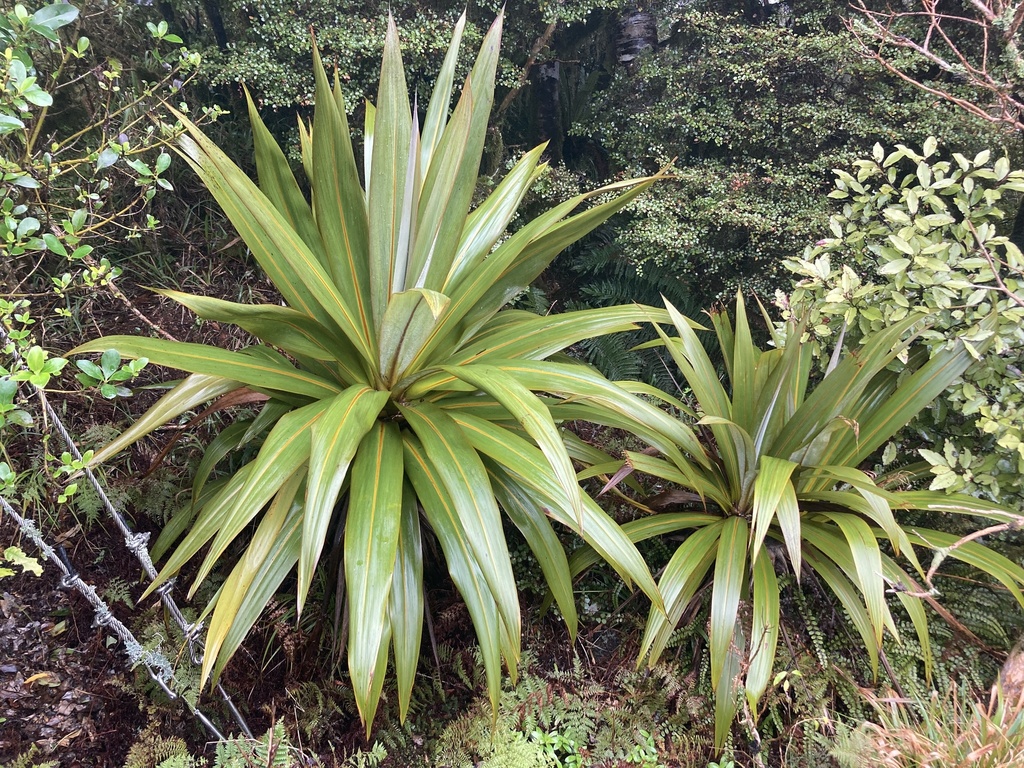 Mountain Cabbage Tree from Lower Hutt, Wainuiomata, Wellington, NZ on ...