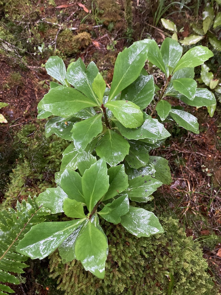 Kirk's tree daisy from Lower Hutt, Wainuiomata, Wellington, NZ on June ...