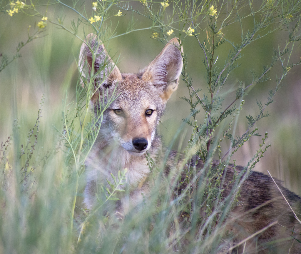 Coyote from Curlew National Grassland, Holbrook, ID, US on June 23 ...
