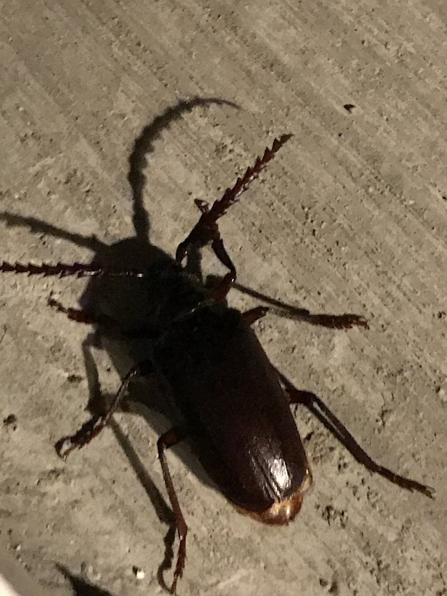 Prionus californicus Motschulsky, 1845