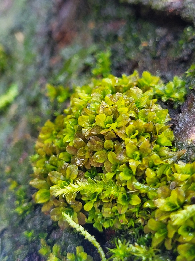 Water Screw-moss (Syntrichia latifolia) - Botanical Realm