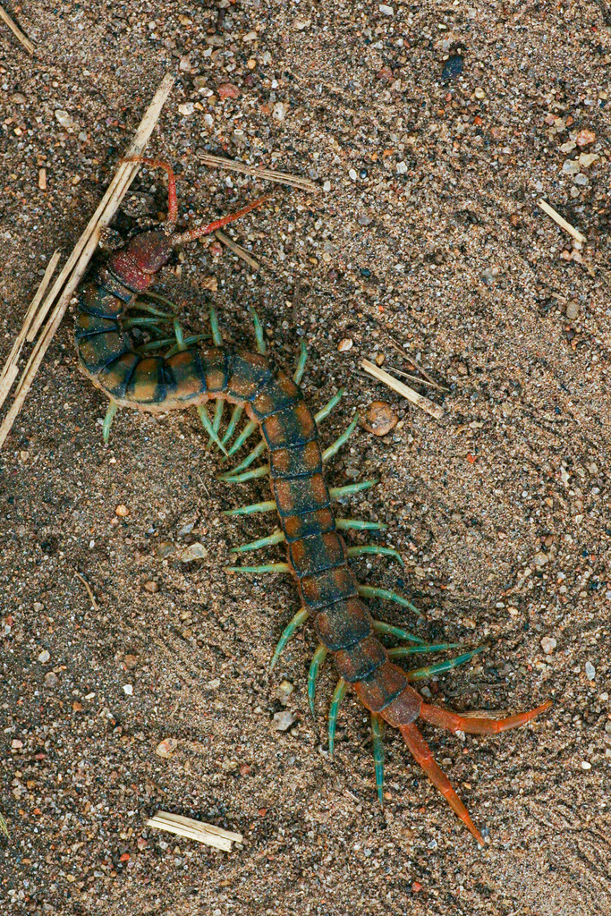 Scolopendra mirabilis from Road to Pungwe River, Gorongosa National ...