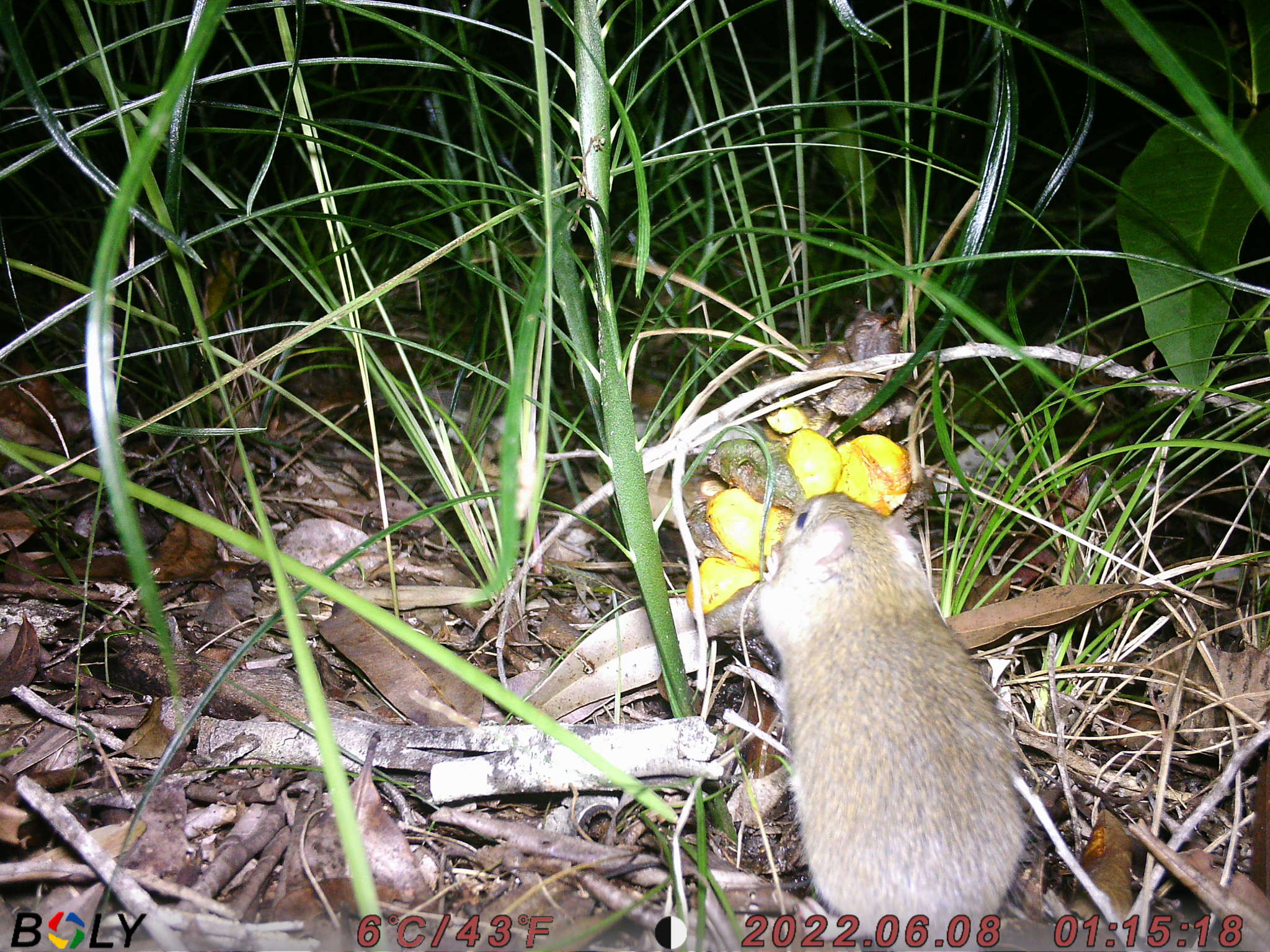 Rattus tunneyi (Thomas, 1904)