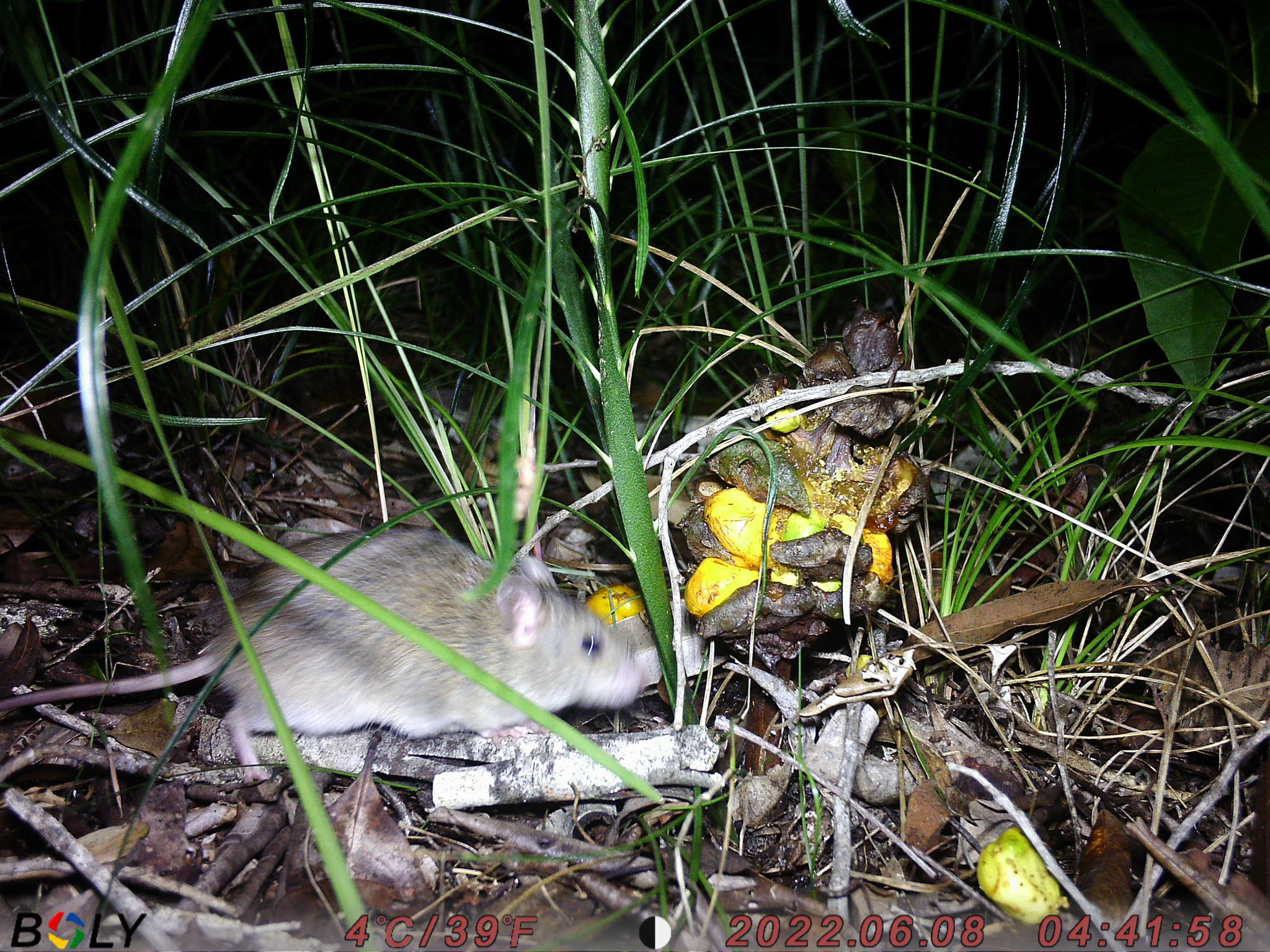Rattus tunneyi (Thomas, 1904)