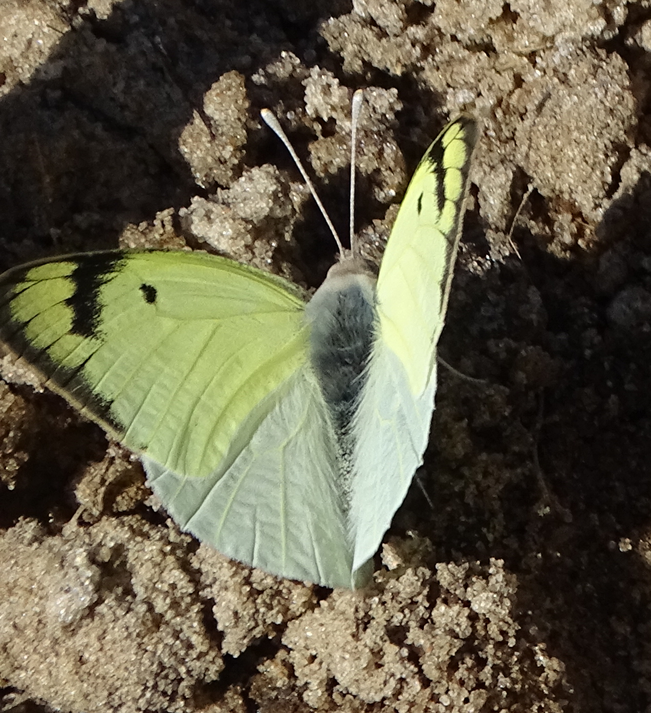 Teracolus subfasciatus Swainson, 1833
