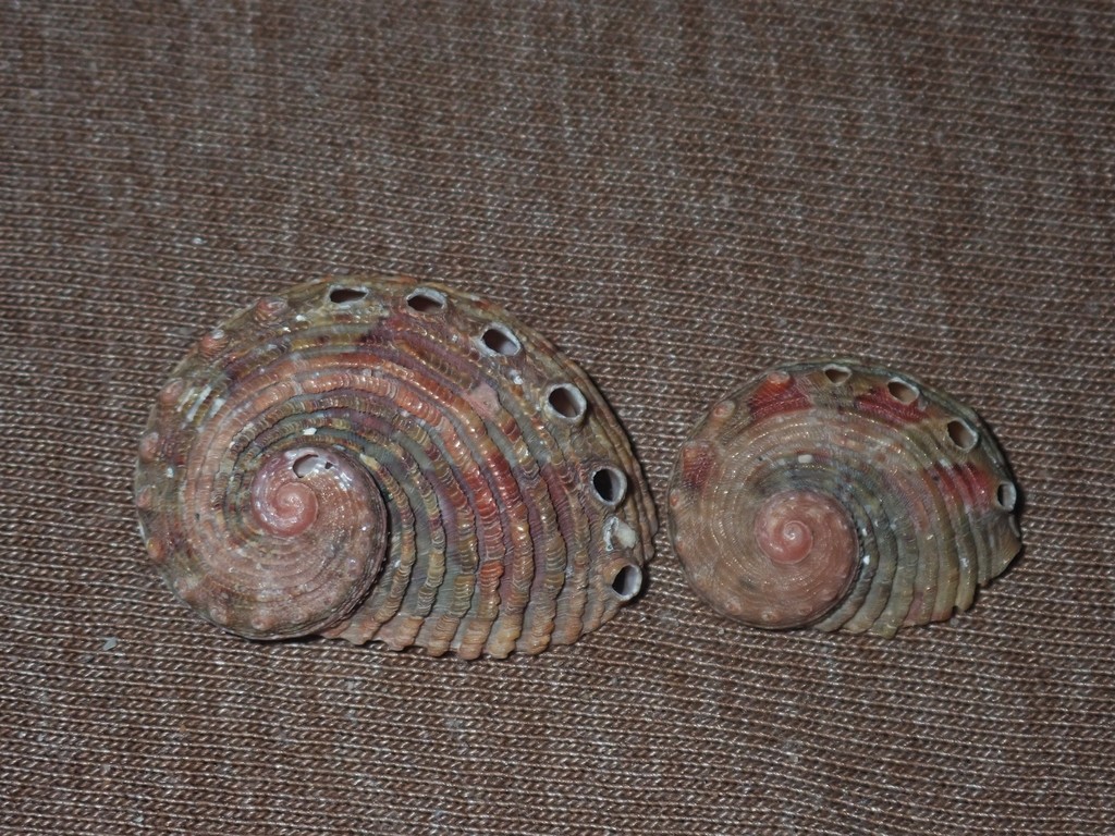 Brazier's ear shell in June 2022 by Adrian Gale. Ridged form · iNaturalist