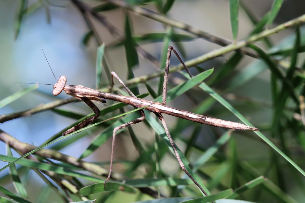 Australian Stick Mantis from Fairyway Chase Parkway, North Lakes ...