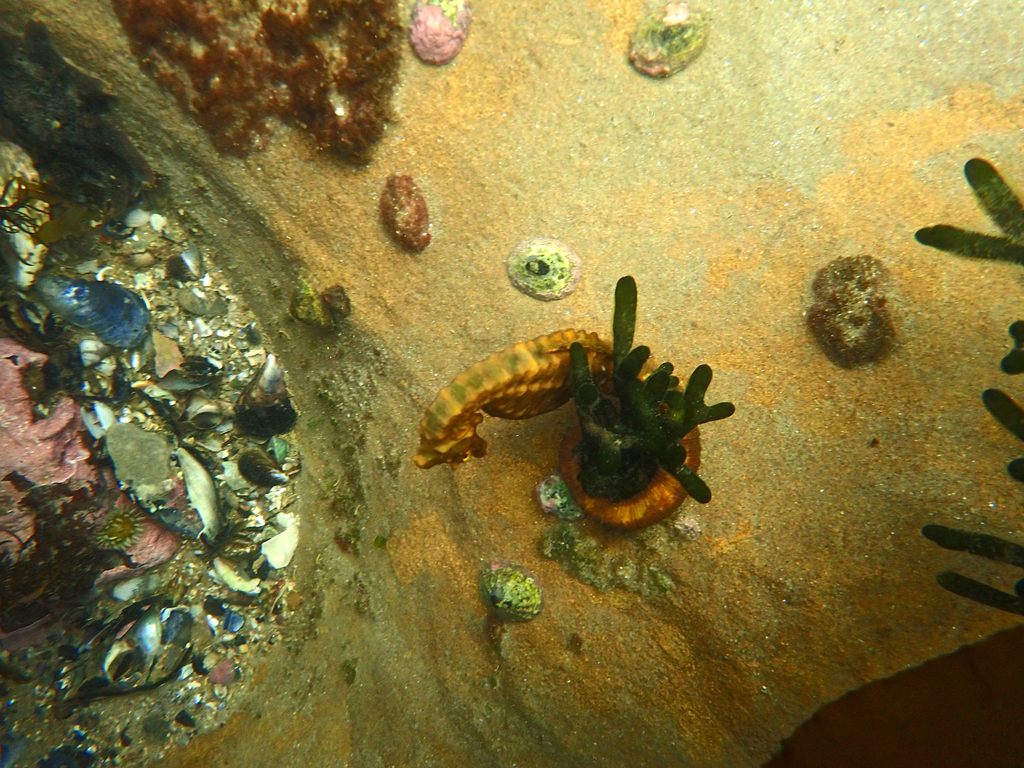 Bigbelly Seahorse from Hampton Beach, Victoria, Australia on July 22 ...