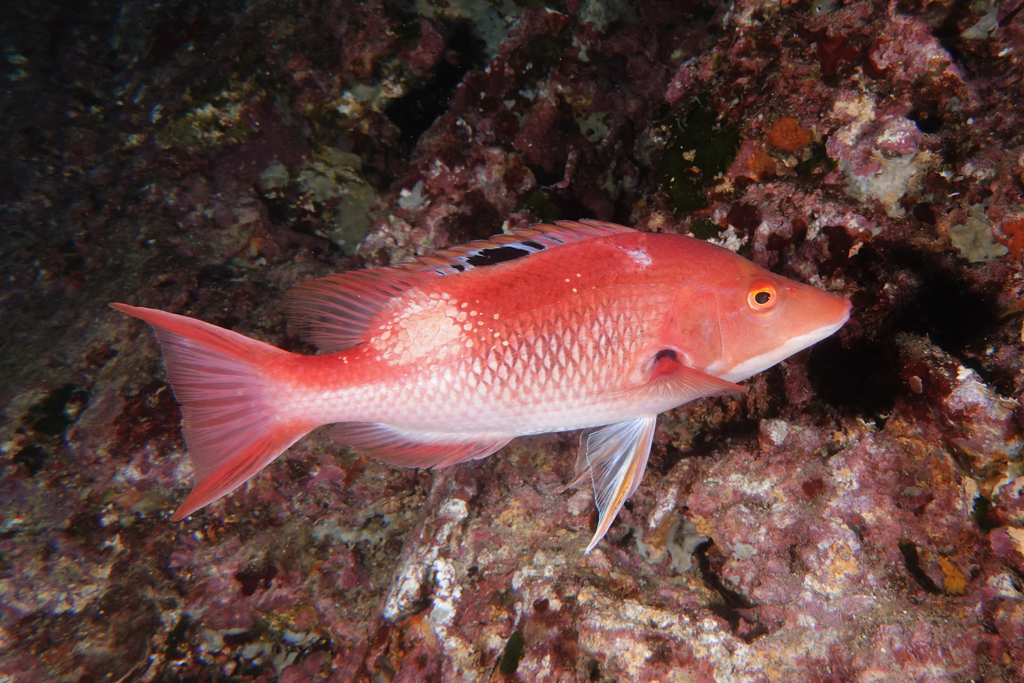 Eastern Pigfish from Landing Bay Pinnacle on June 5, 2022 at 10:20 AM ...