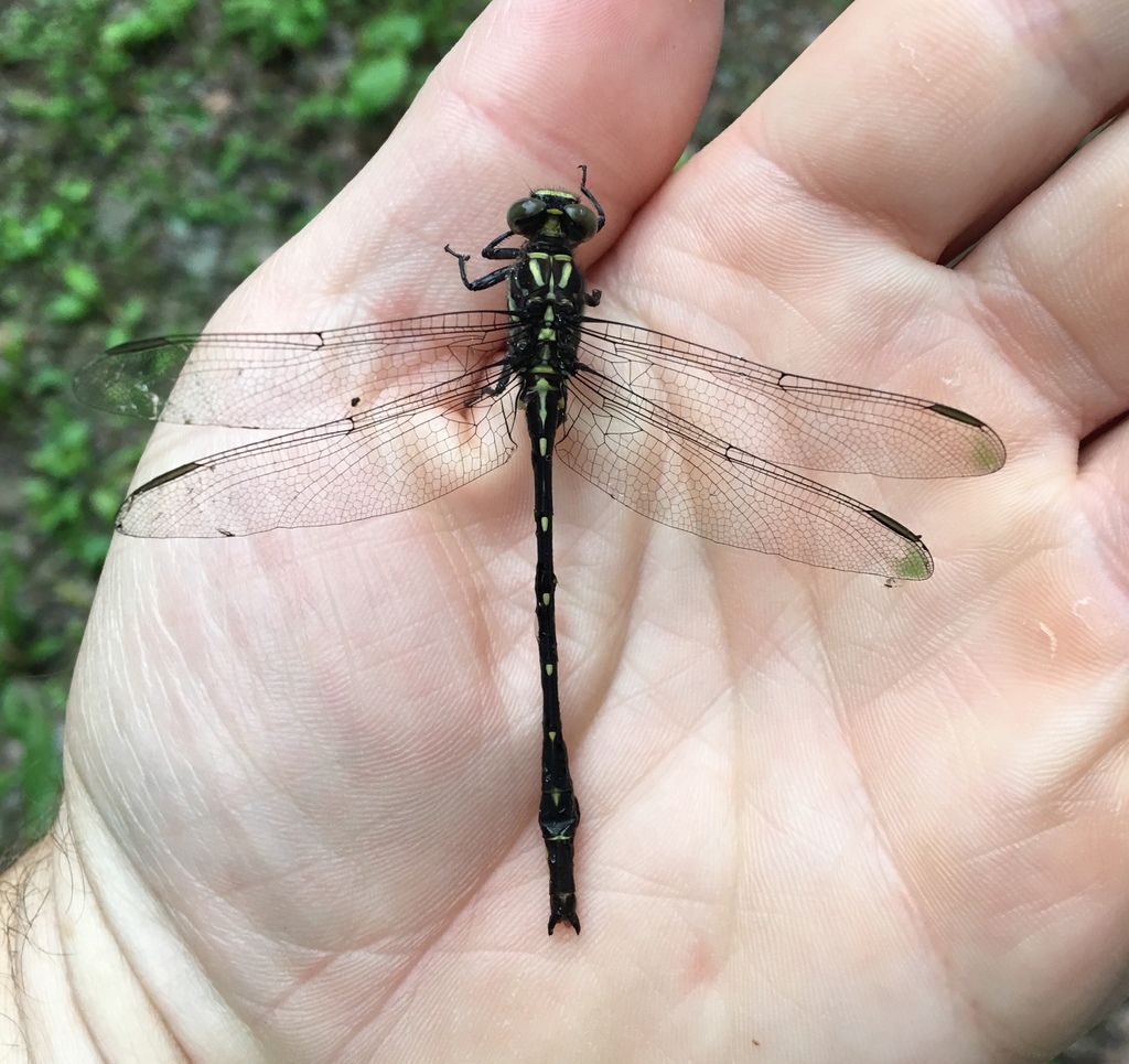 Arrow Clubtail from 187 Logansport Rd, Ford City, PA, US on June 27 ...