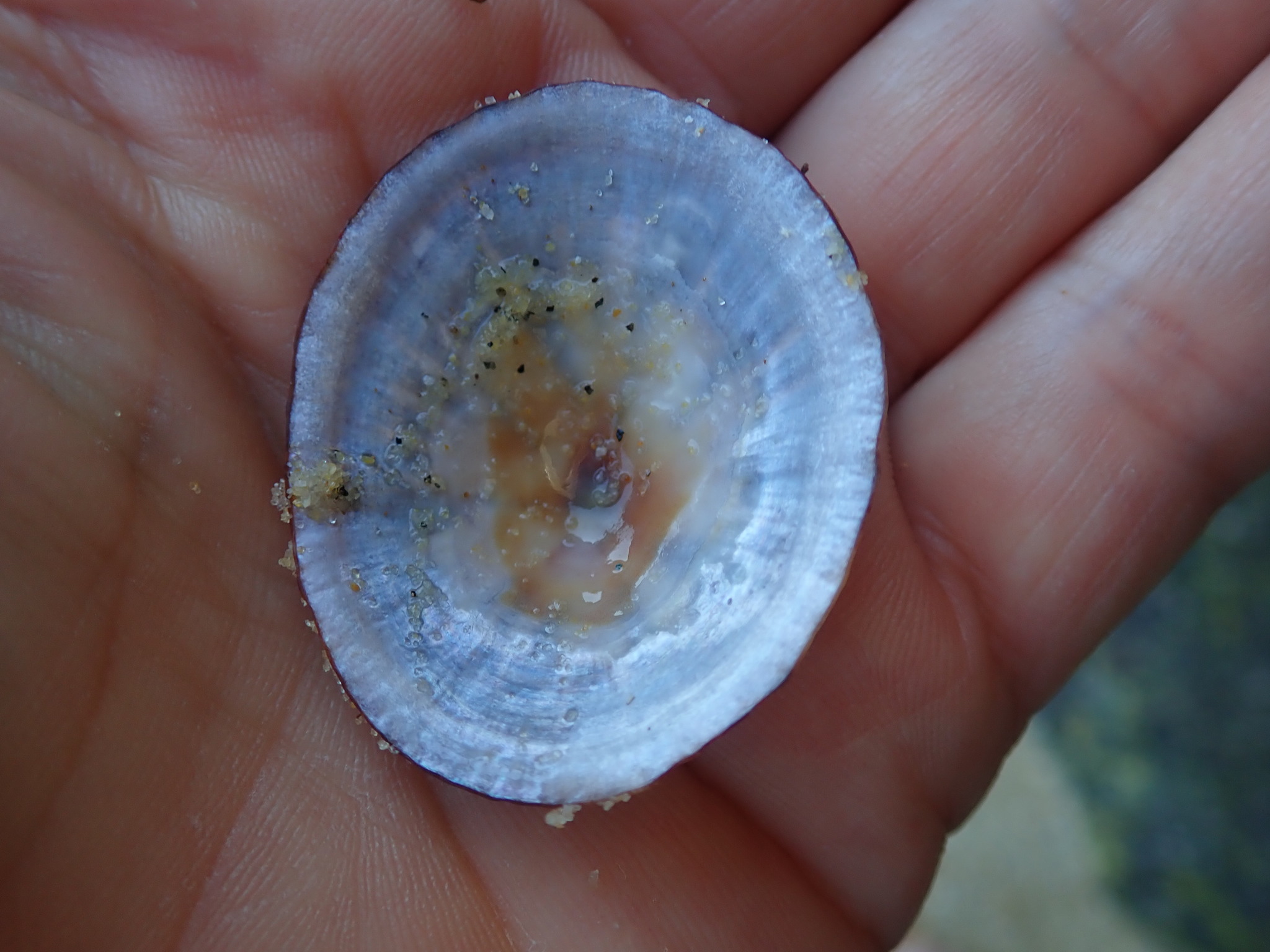 Cellana stellifera (Gmelin, 1791)