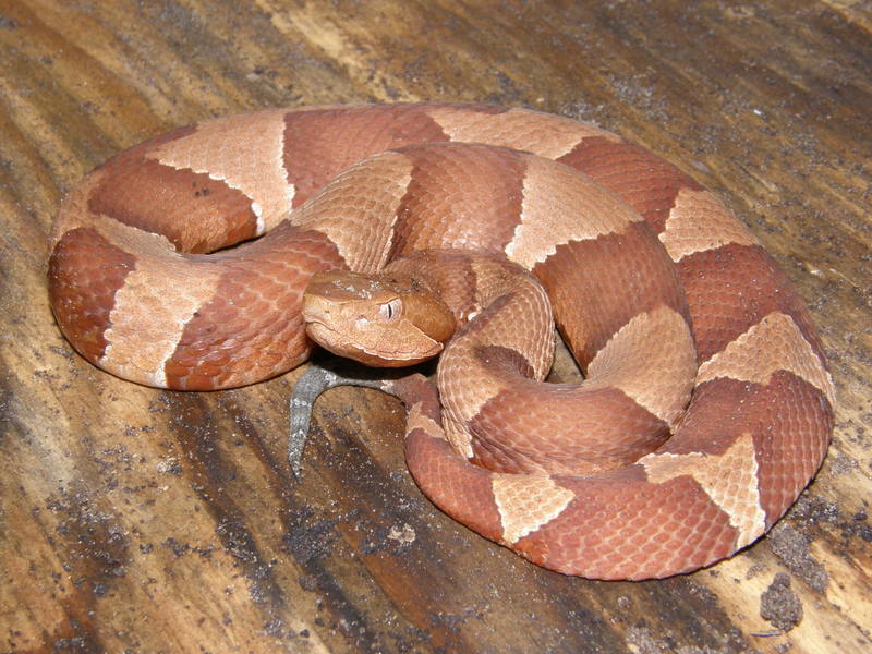Broad-banded Copperhead (Agkistrodon laticinctus) - Snakes and Lizards